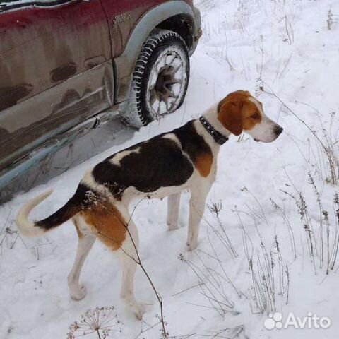 Русская пегая гончая