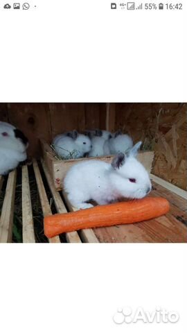 Калифорнийские кролики