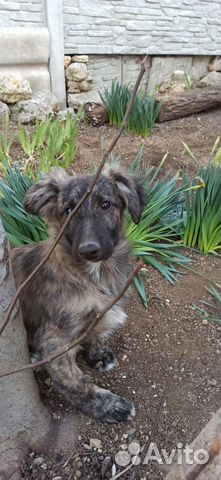 Ищет дом малышка Плюша с необыкновенным окрасом