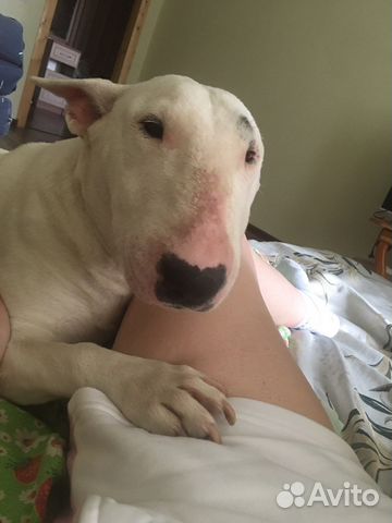 Стандартный бультерьер