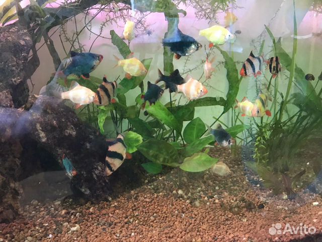 Барбусы мшистые, glofish, суматранские