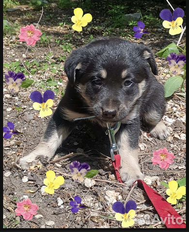 Щенок в добрые руки