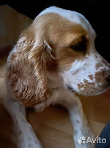 Вязка Английского кокера спаниеля (сучка)