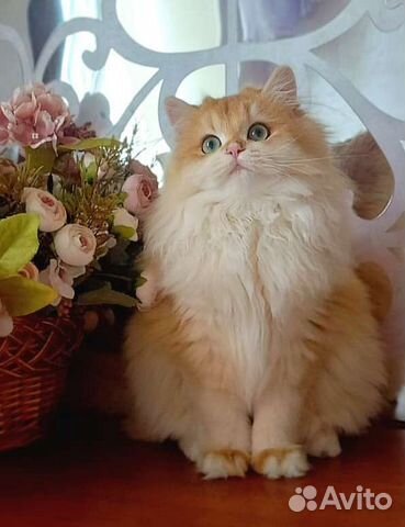 Британская длинношорстная