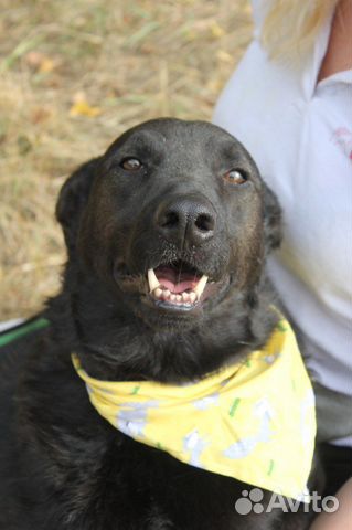 Приютский пёс заждался своего человека