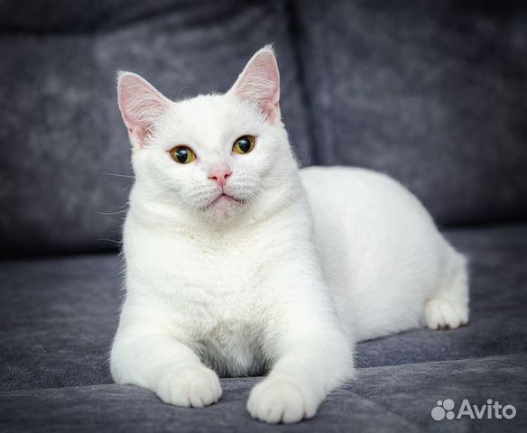 Красавица Сима ищет семью