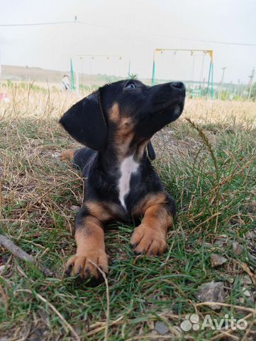 Щенок такса в добрые руки