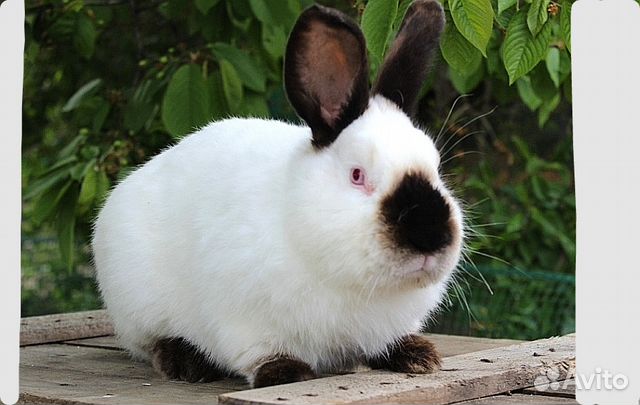 Кролики калифорнийской породы