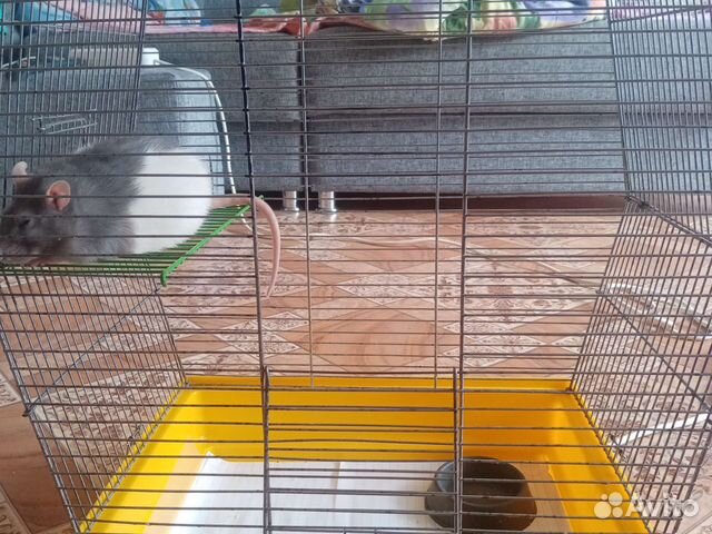 Крыса дамбо с клеткой