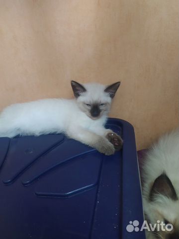 Невские котята