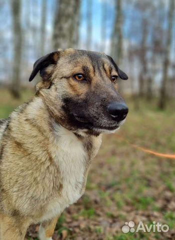 Подарите Мире дом