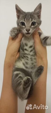 Пепельный котенок мальчик