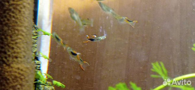 Гуппи Эндлера campoma n.48