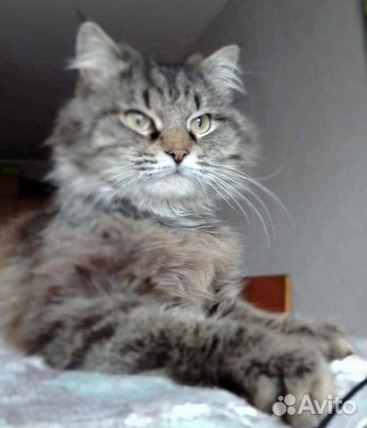 Сибирская кошка