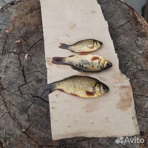 Карась для зарыбления