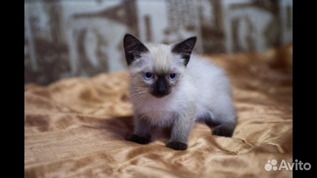 Тайские котята (сил поинт)