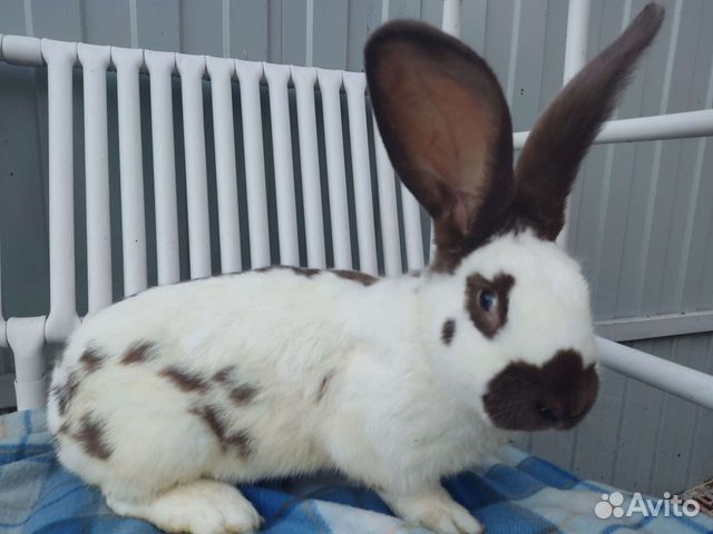 Кролики великаны