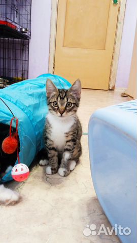 Тигруля-игруля. Котёнок 2.5 мес