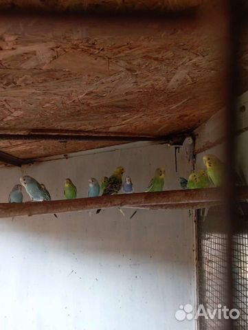 Волнистый попугай