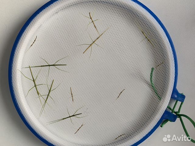 Палочник индийский