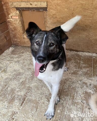 Глория принесет в ваш дом счастье