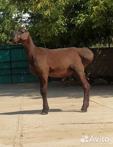 Гисарские бараны