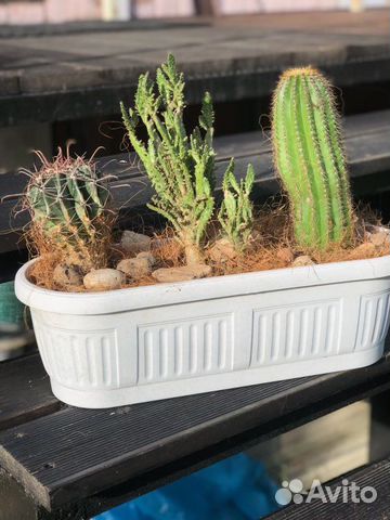 Растение в кашпо купить в Москве | Товары для дома и дачи | Авито