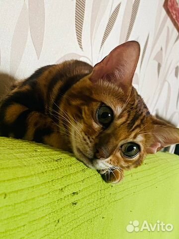 Бенгальская кошка 6 мес