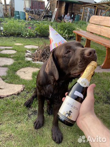 Отдам мальчика лабрадора