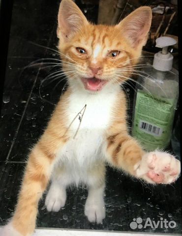 Котик рыжик