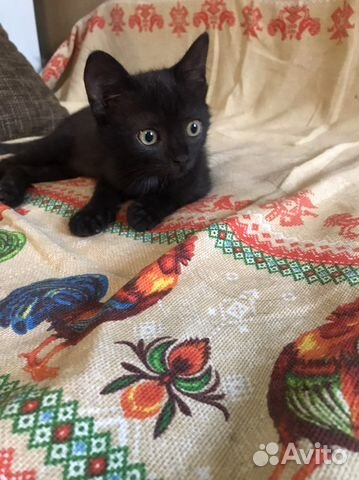 Кошка в дар бесплатно