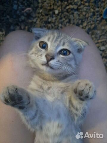 Вислоухие котики бесплатно