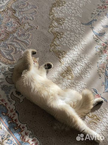 Отдам кота в хорошие руки