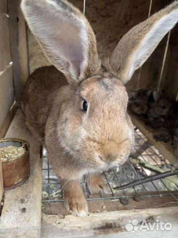 Продаю крольчат