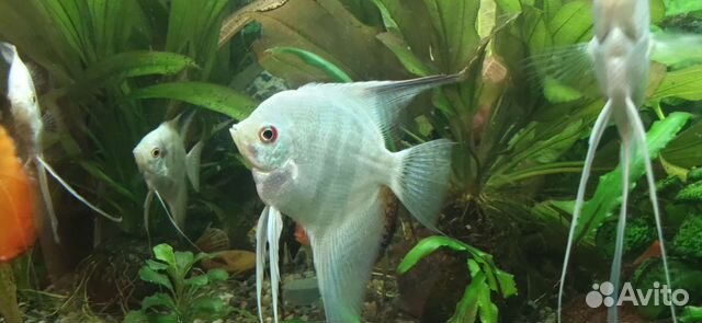 Скалярия Болгарская зелёная