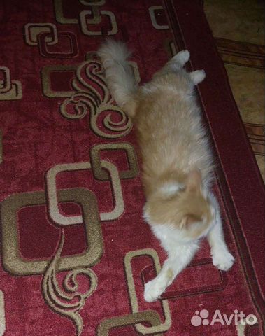 Кот ищет дом