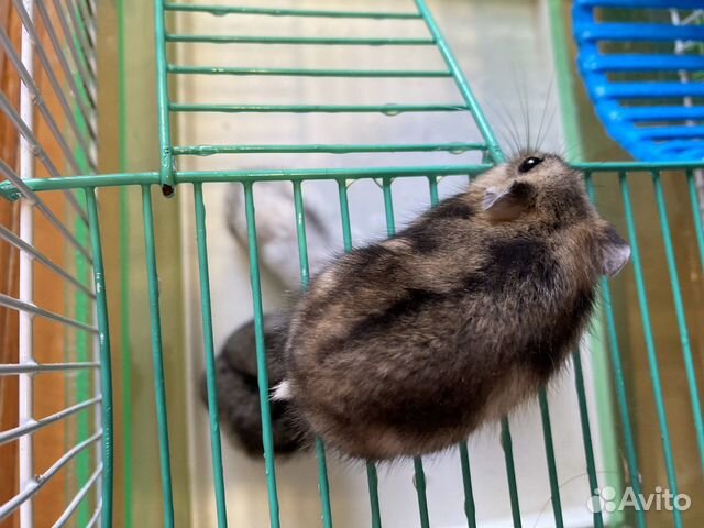 Джунгарский хомяк