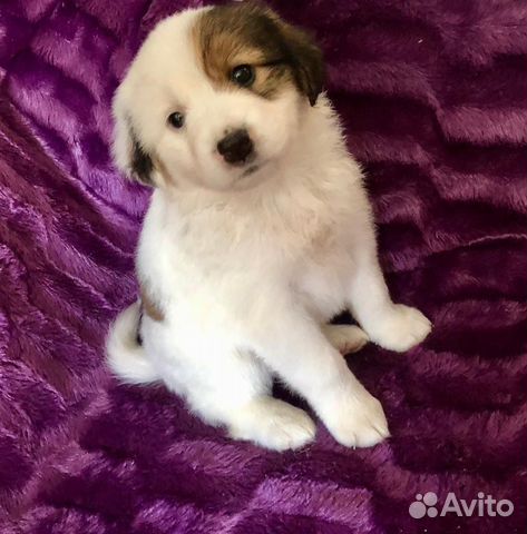 Мультяшные мальчик и жевочка в добрые руки