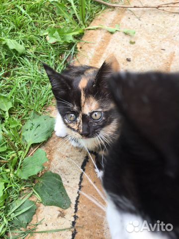 Котята 1,5 месяца,чистенькие уникального окраса