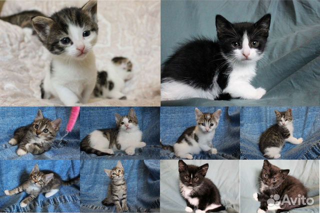 Месячные котята мальчики и девочки ищут дом