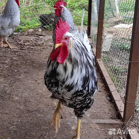 Петух Легорн долматинец