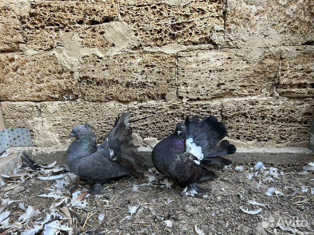 Продам голубей индийских павлинов