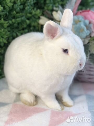Декоративные кролики гермелин