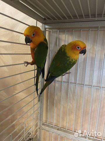 Продается пара Аратинга Яндаи