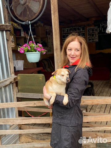 Отдаю маленькую собачку Лушу в дар