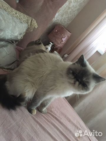 Экзотические кошка