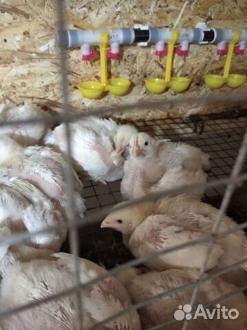 Цыплята бройлеры кобб 500 подрощенные