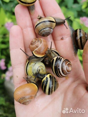 Улитка цепея неморалис, цепеи