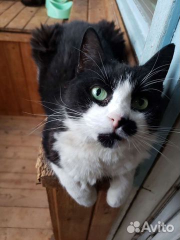 Котик ищет дом Бесплатно