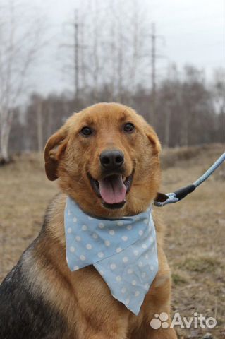 Ласковая Баффи ждёт своего человека в приюте